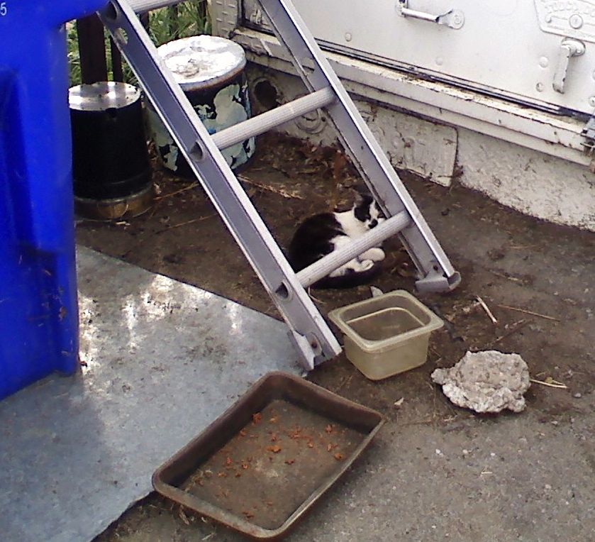 SPECIAL PROJECTS | Kitty Meow Cat Rescue©