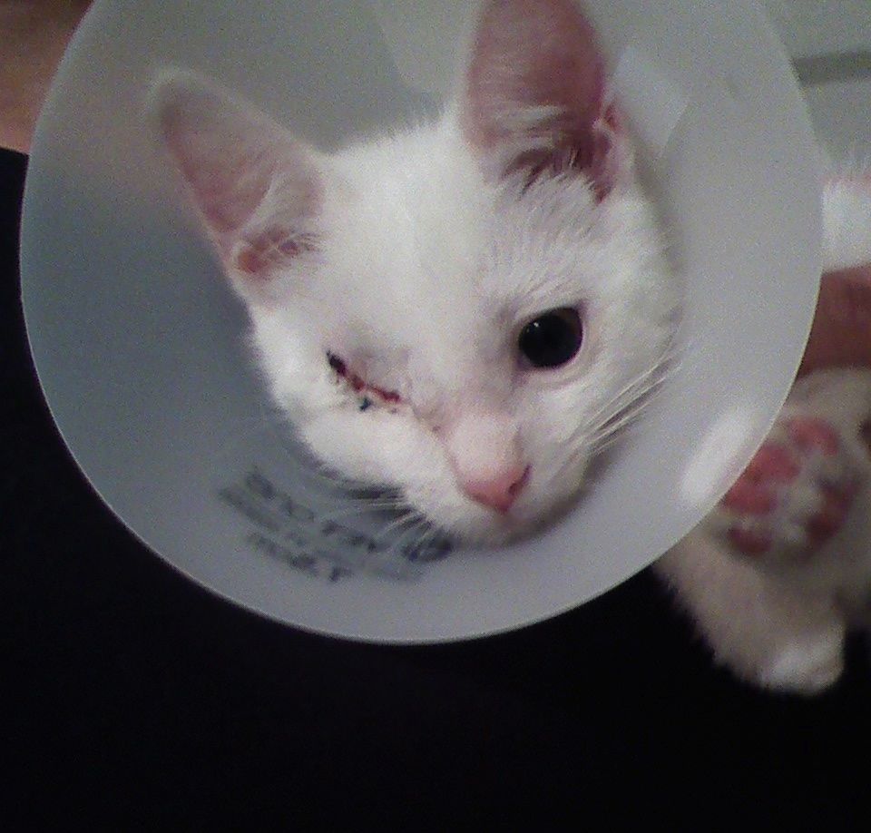 SPECIAL PROJECTS | Kitty Meow Cat Rescue©